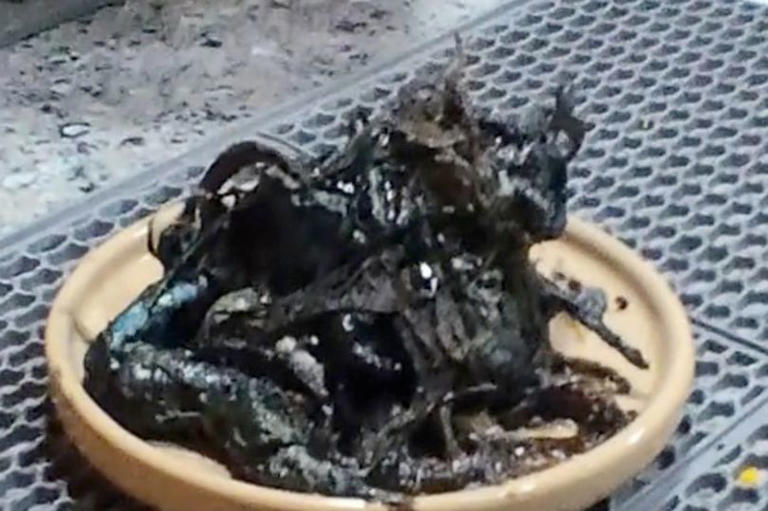 Boy finds 'alien creature that feeds off light' after 'meteorite ...