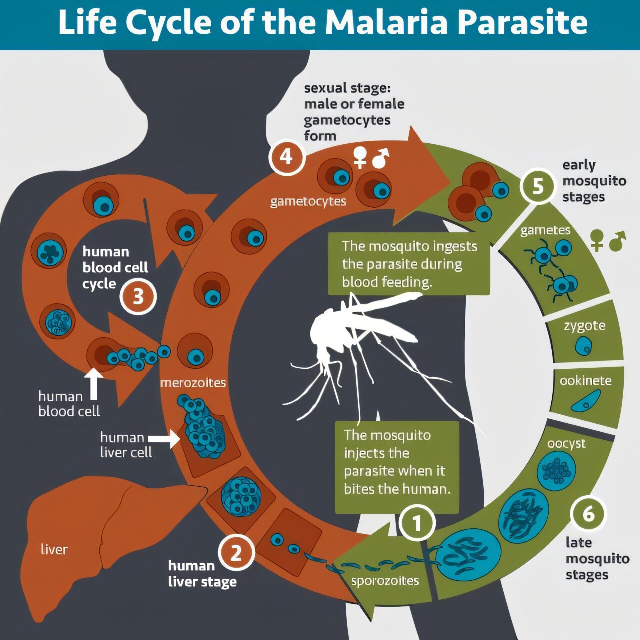 Rwanda reconsiders malaria vaccines amid surprise surge