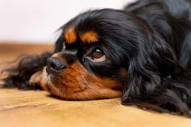 5 Emotional Dog Breeds Known for Their Deep Love and Loyalty