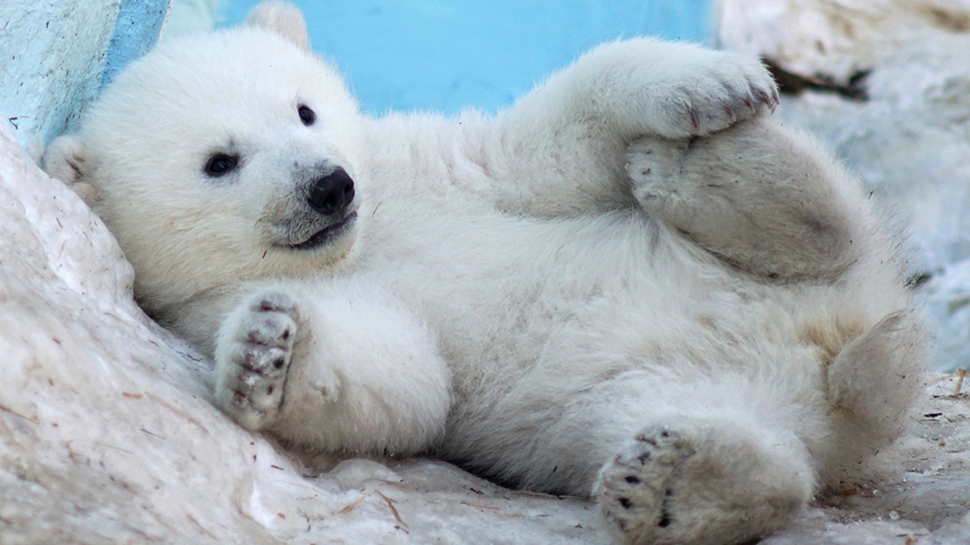 10 Baby Animals That Are Adorable And Extra Fluffy
