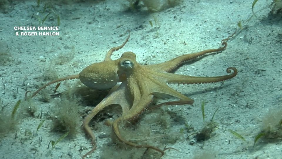Octopus, like humans, favor certain arms for specific tasks