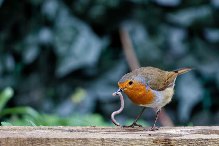 Ever Wondered Why Robins Avoid Your Bird Feeders? You Might Be Making ...