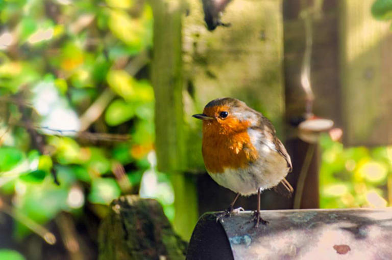 Ever Wondered Why Robins Avoid Your Bird Feeders? You Might Be Making ...