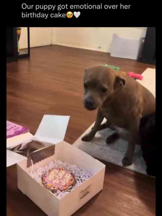 Watch This Puppy Get Emotional Over Its Birthday Cake
