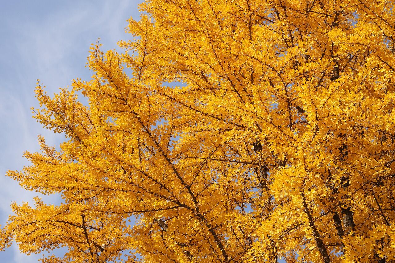 Ginkgo biloba: uno de los árboles más antiguos del mundo y tres lugares ...