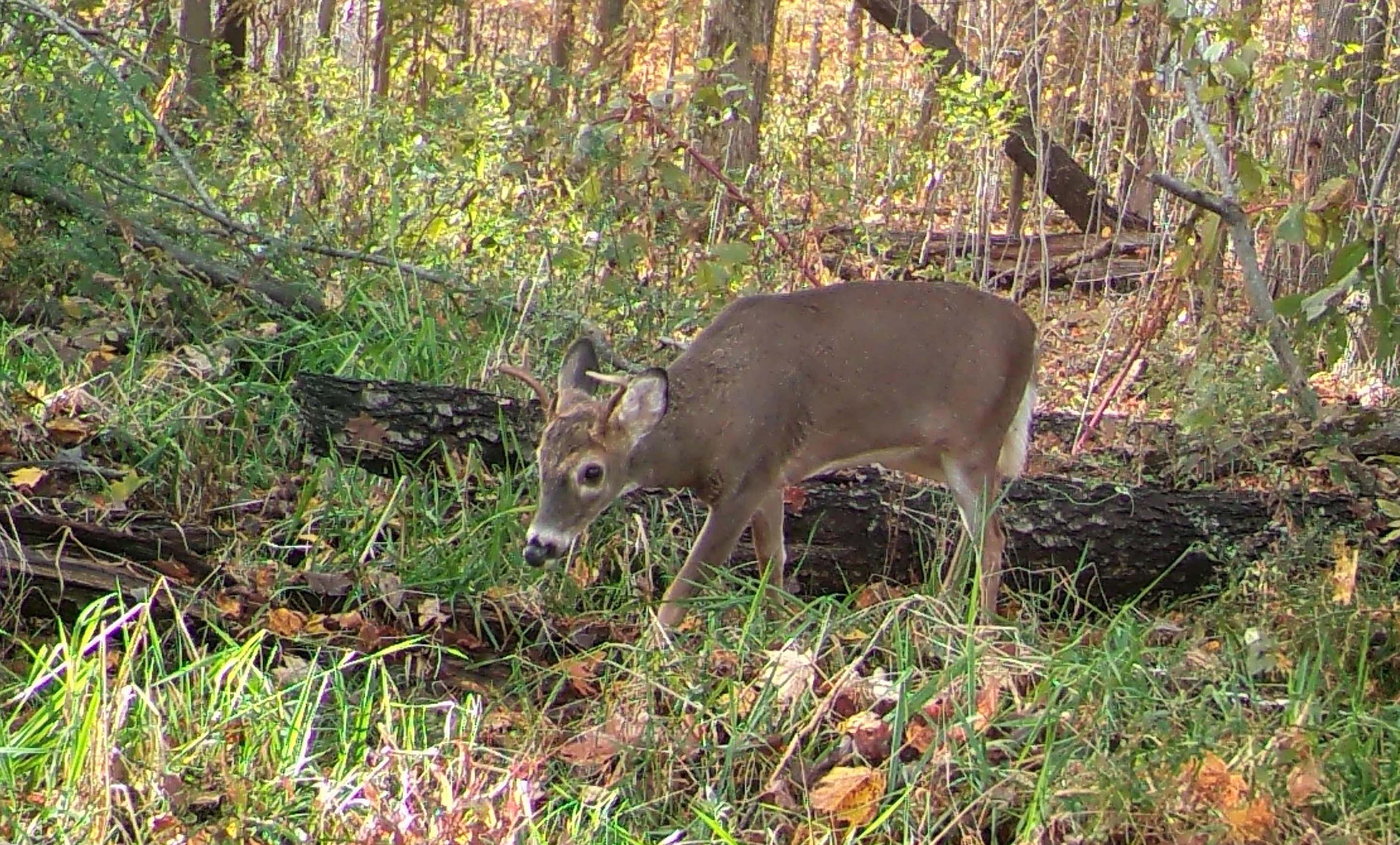 Ohio is in the midst of a deadly deer disease outbreak. What to do if ...