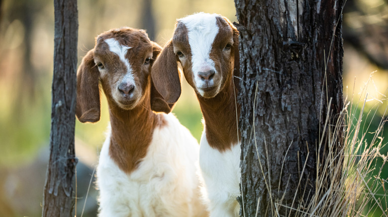 Is Hiring Goats For Residential Weed Control A Realistic Option? Here's ...