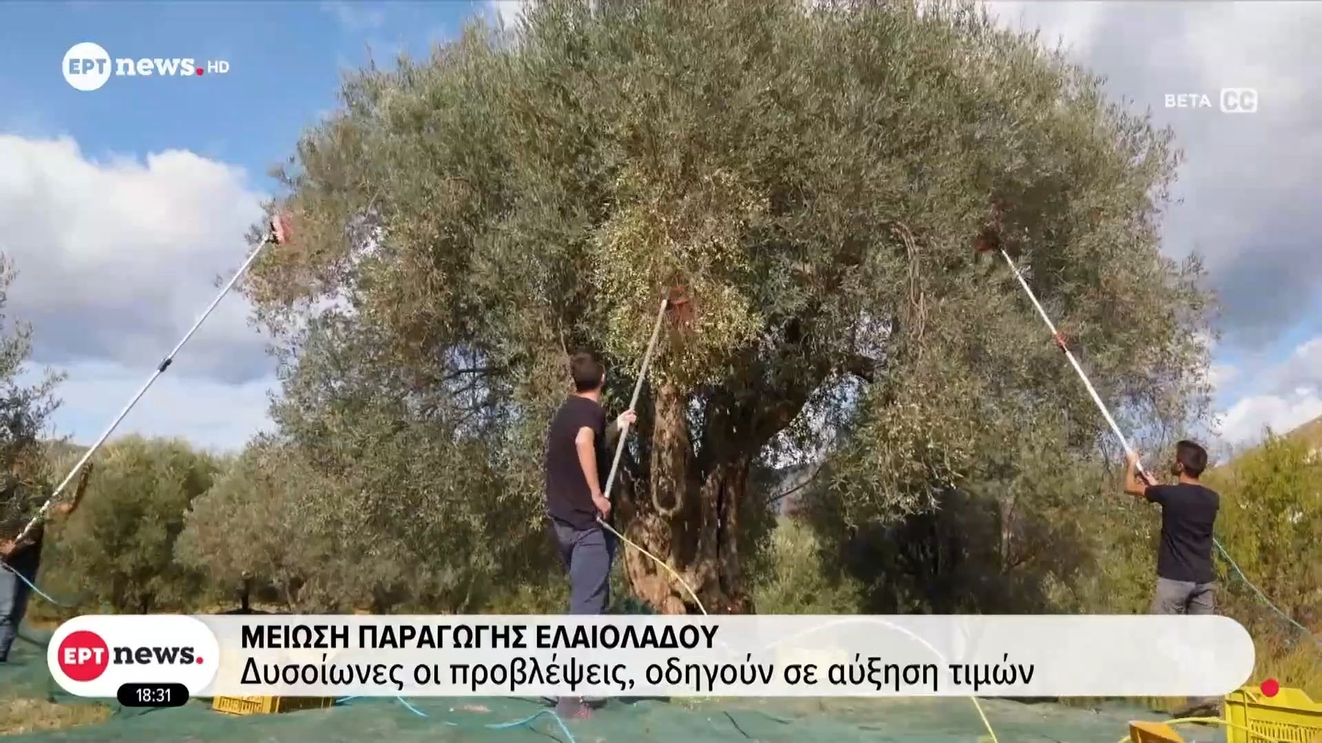 Μείωση παραγωγής ελαιολάδου: Δυσοίωνες οι προβλέψεις, οδηγούν σε αύξηση ...