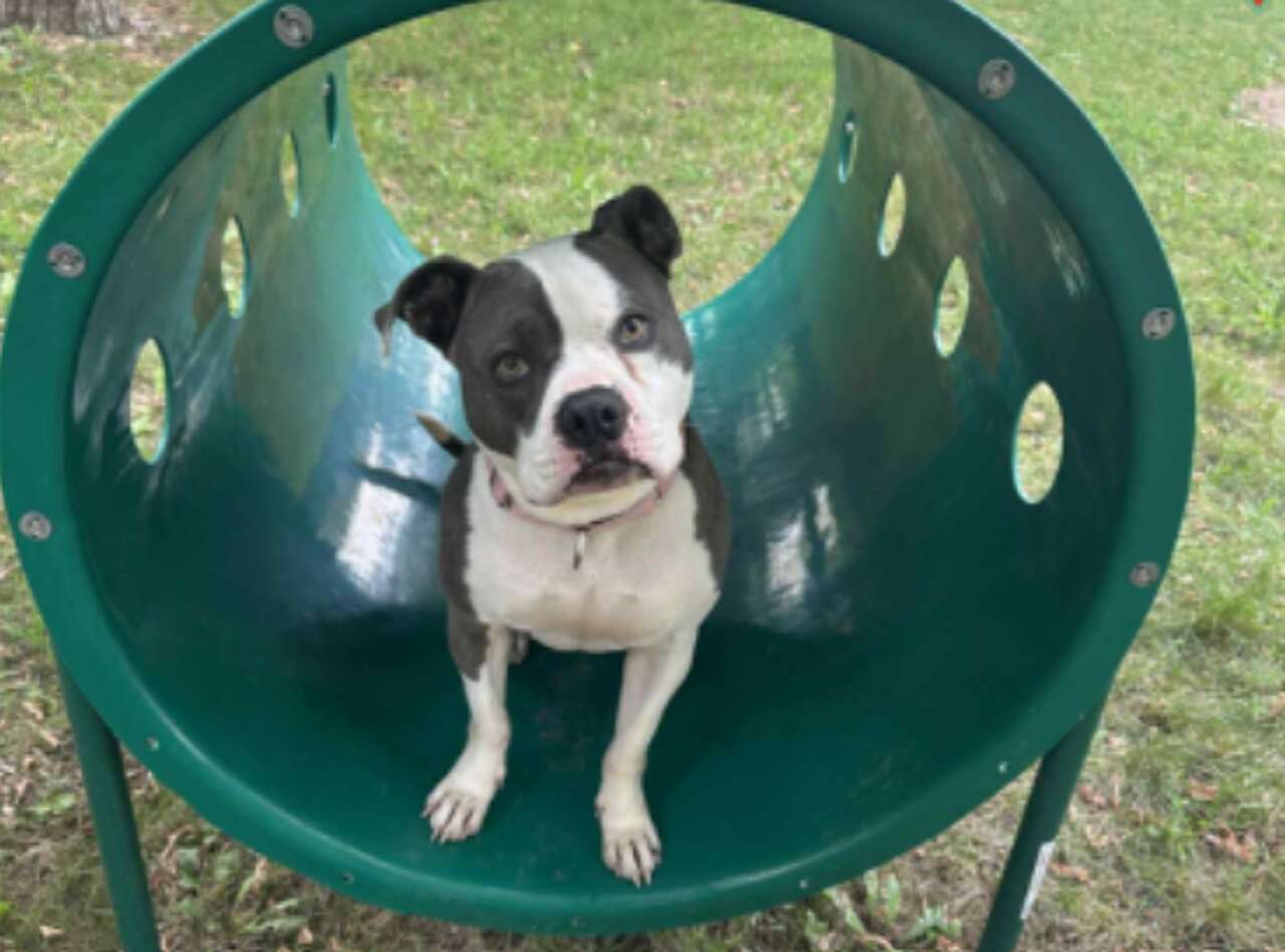 Humane Society to unveil new play yard for dogs