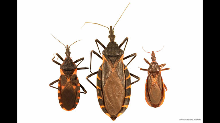 Disease-carrying 'kissing bugs' are in NC. Info about the dangerous insects