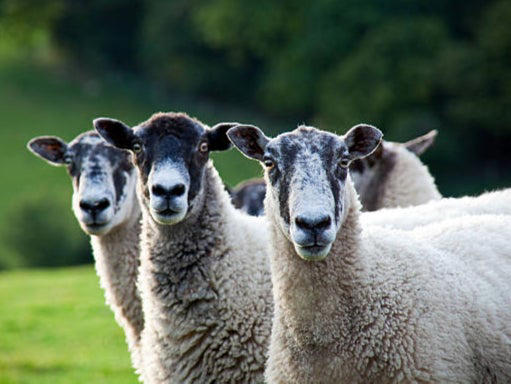 Farmer 'mind-boggled' after dog rounding up sheep reported to RSPCA