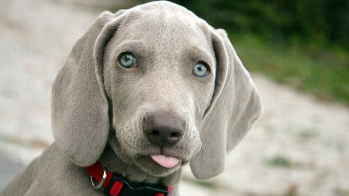 12 sweet habits that prove your dog is completely obsessed with you