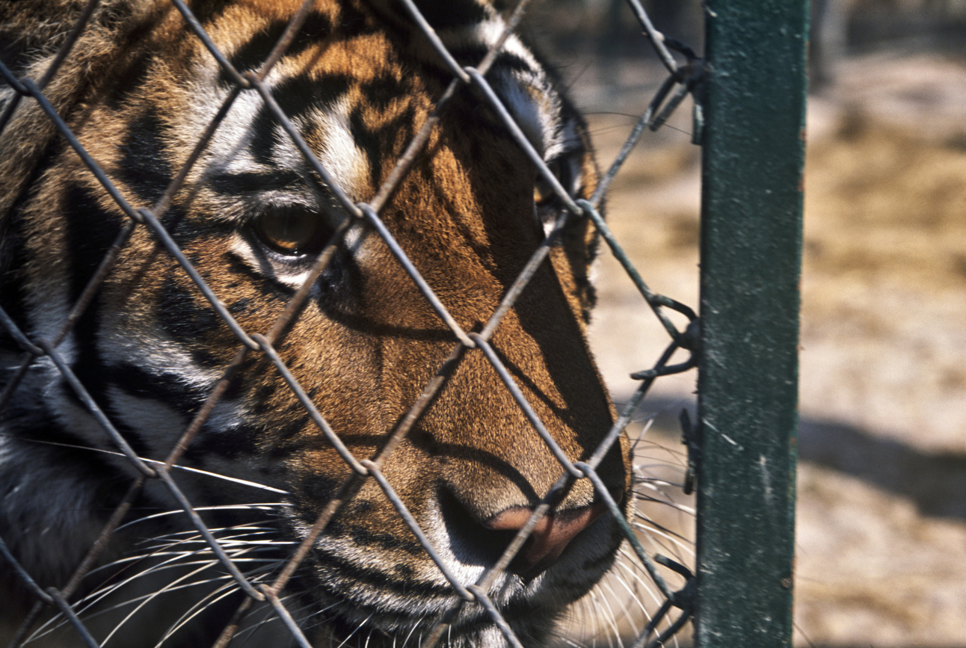 The most notorious zoo escapes in the world