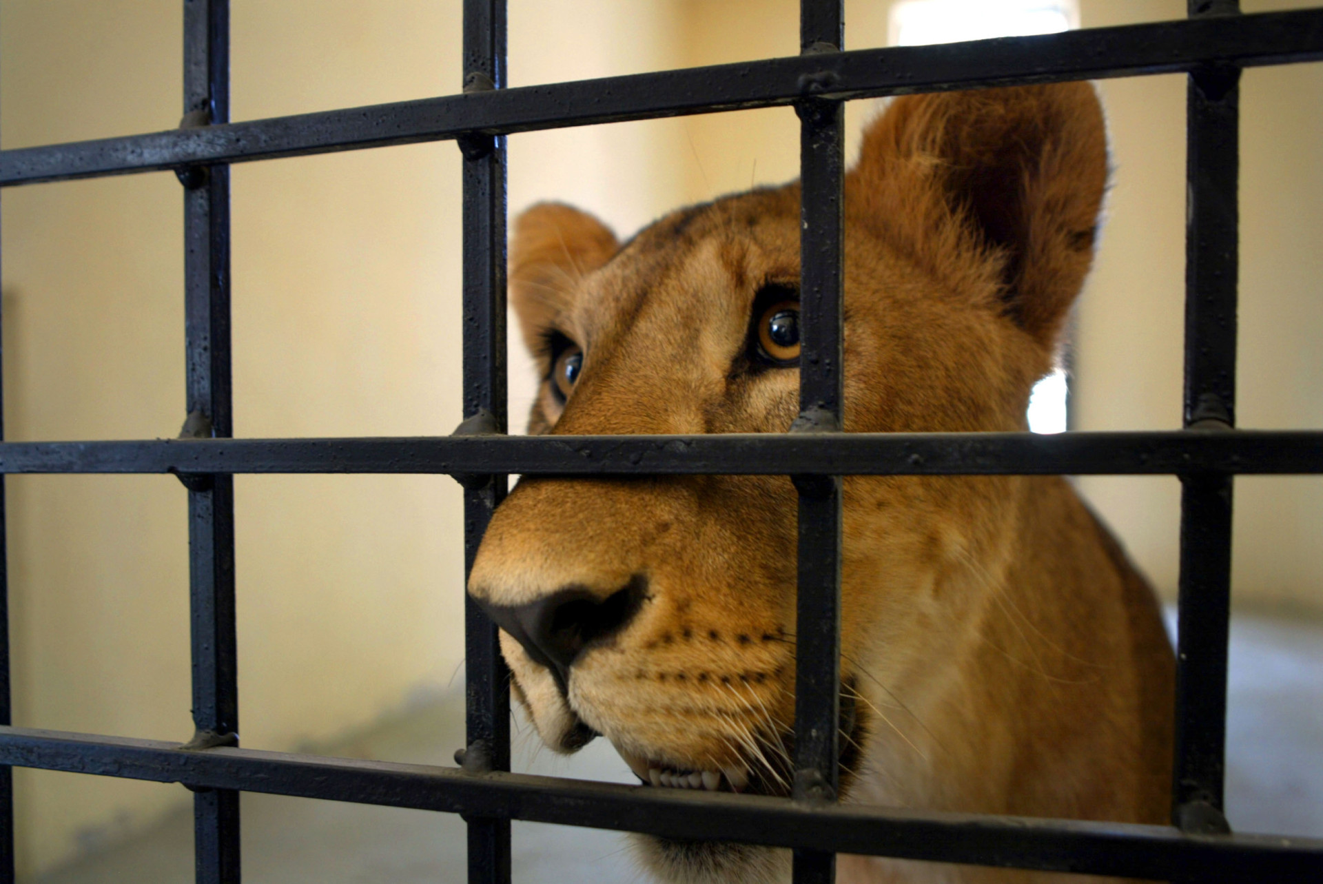 How zoos protect animals in a hurricane