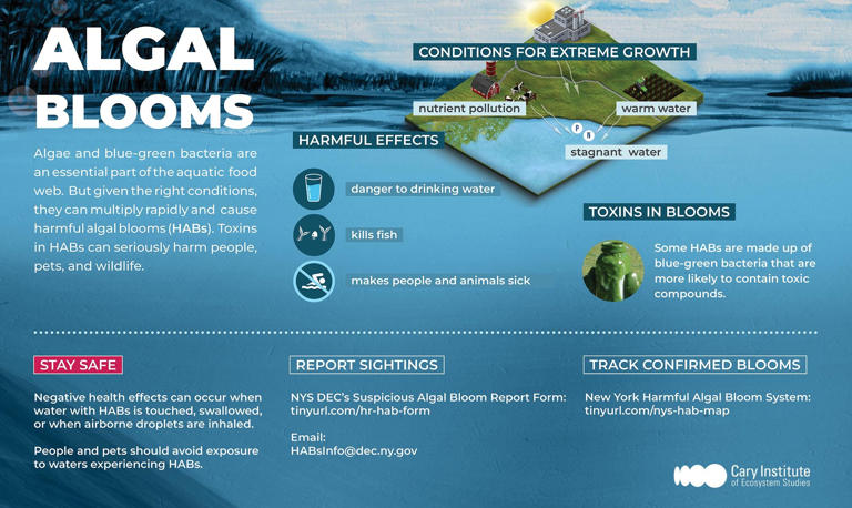Largest algal bloom in 40 years discovered in the Hudson River. Find ...