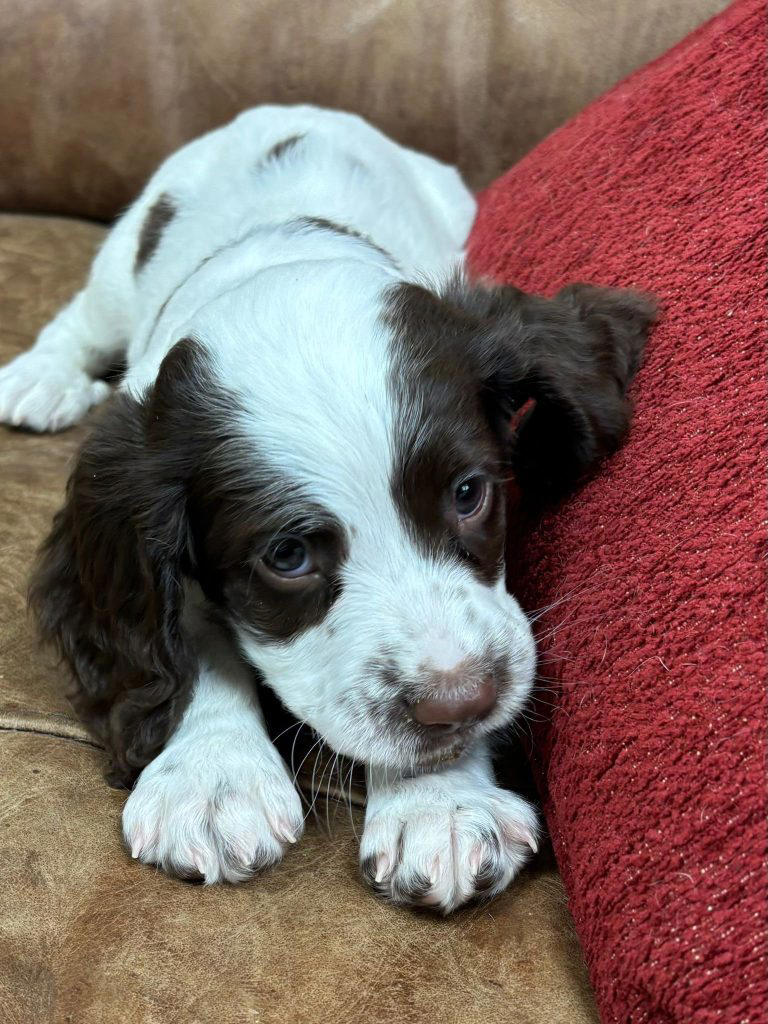 Springer Spaniels rescued from squalid home training to be police dogs