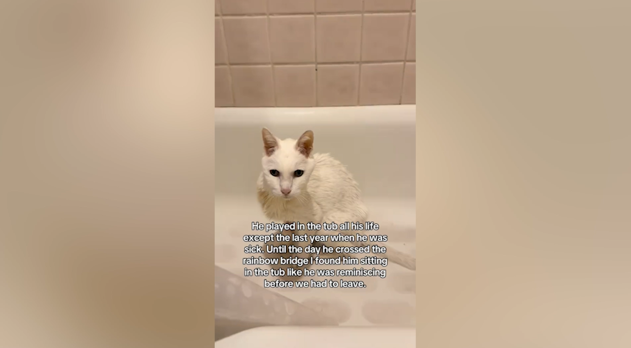 Cat Sits In Favorite Spot During Last Day