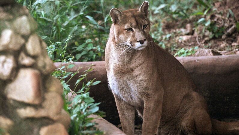 Il Texas salva il puma della Florida. E ne fa una specie dell’Antropocene