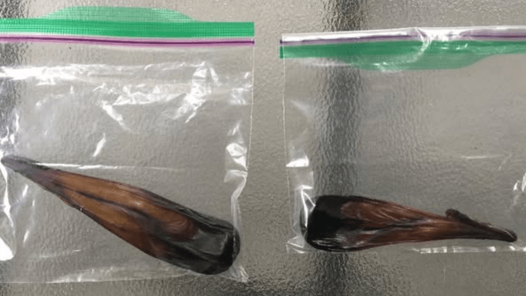 Washington restaurant owner sentenced after trafficking bear gall bladders