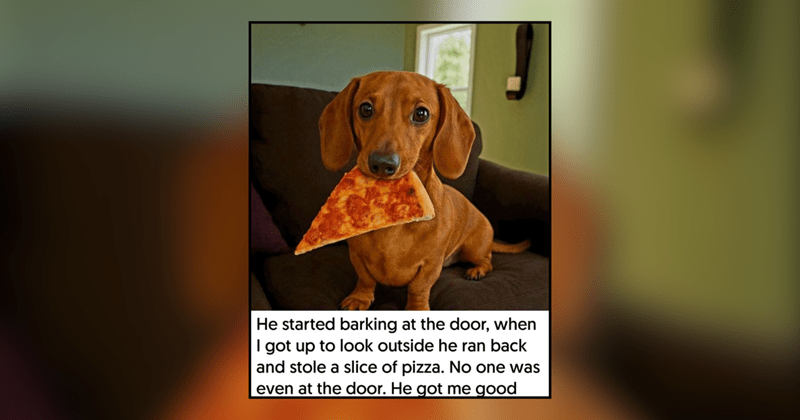 26 Adogable Memes of Sausage Dog Silliness to Sweeten Up Your Day
