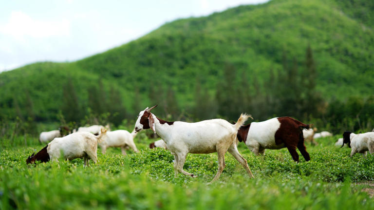 Is Hiring Goats For Residential Weed Control A Realistic Option? Here's ...