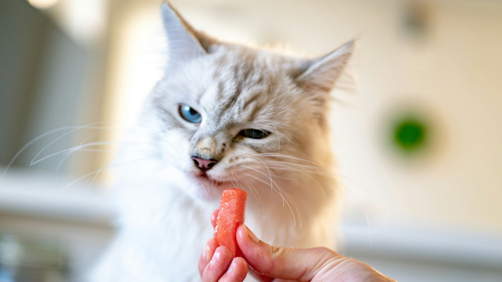 10 Human Foods Cats Can Eat & 10 You Should Never Feed Them