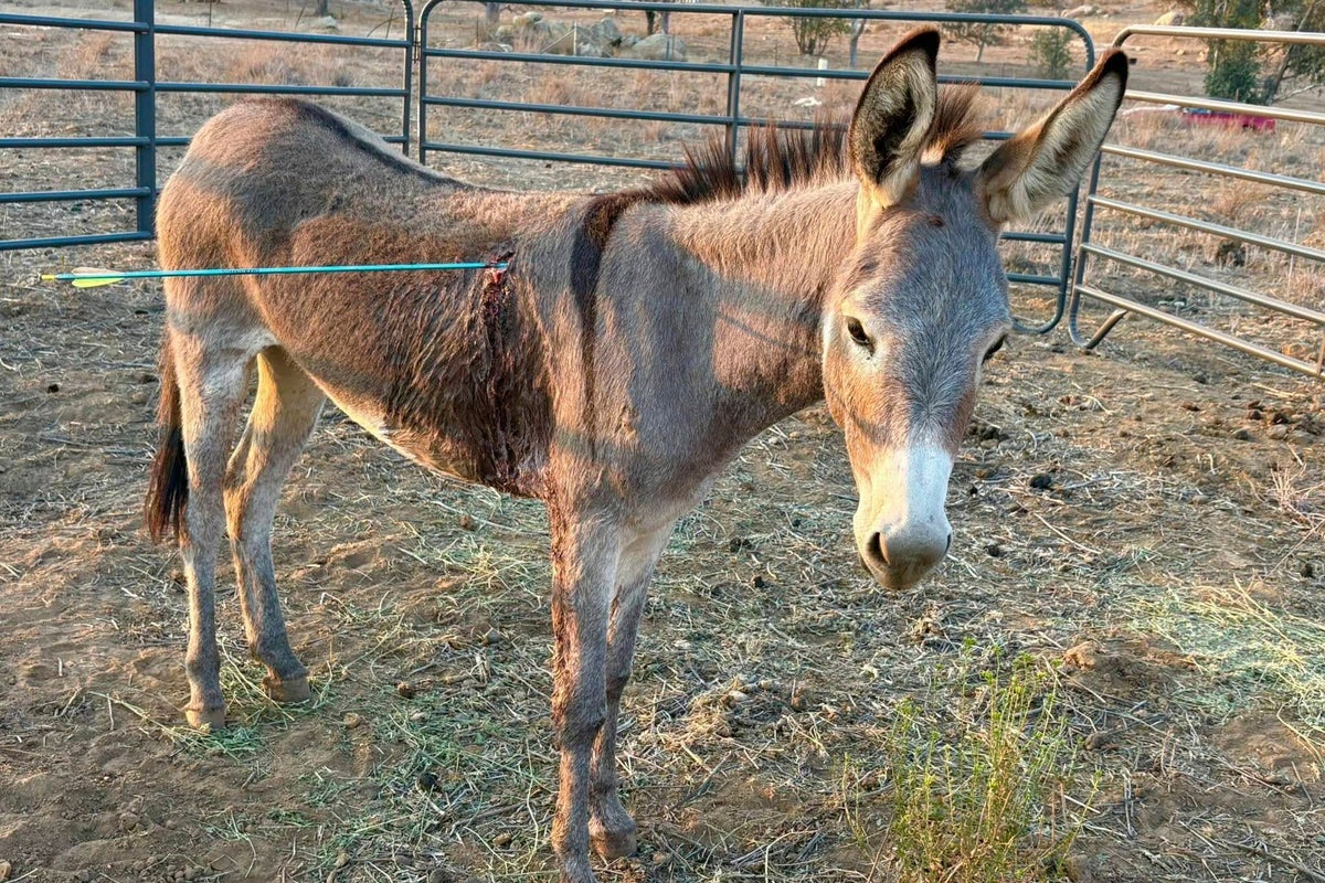 Donkey recovering after being shot in latest arrow attack on wild ...