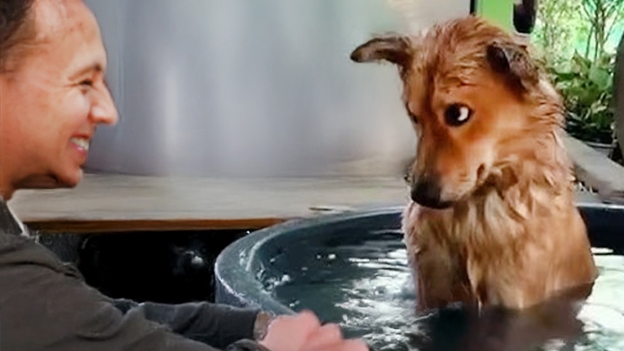 Dog can’t hide his feelings when bath time comes around