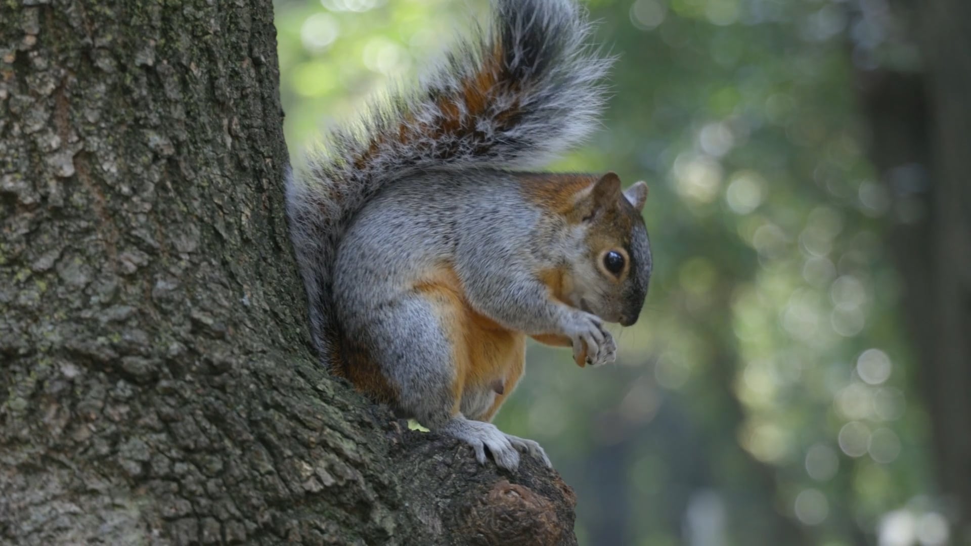 Forest Squirrels Up Close: Incredible Footage in their Natural Habitat