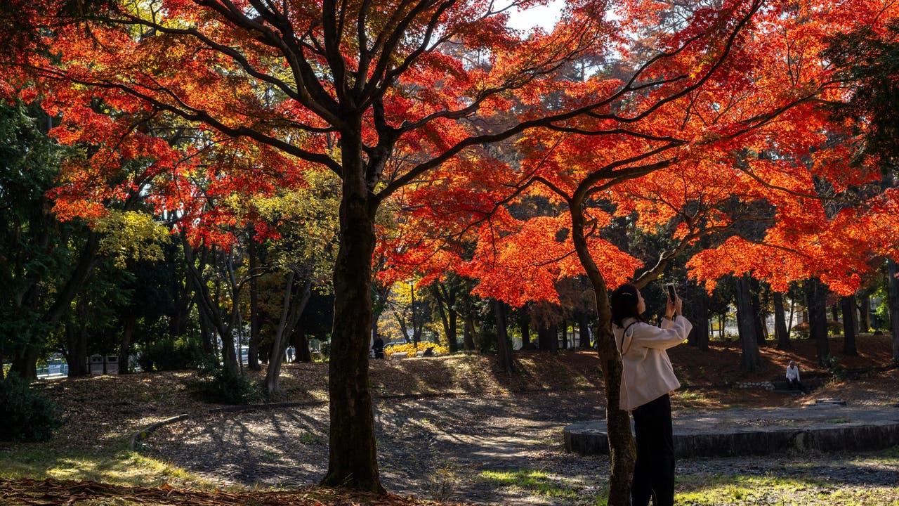 Here’s when fall leaves will hit peak color in Seattle and across ...