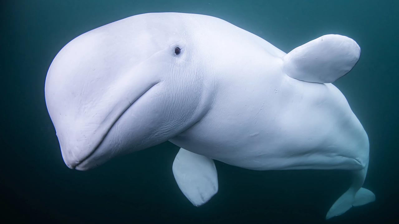 How a Whale Tried to Bridge the Linguistic Divide Between Humans and ...