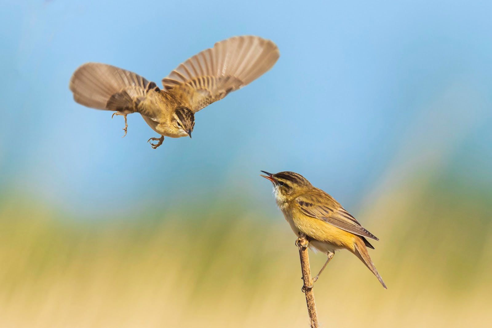 16 Rare Animals Rediscovered This Century