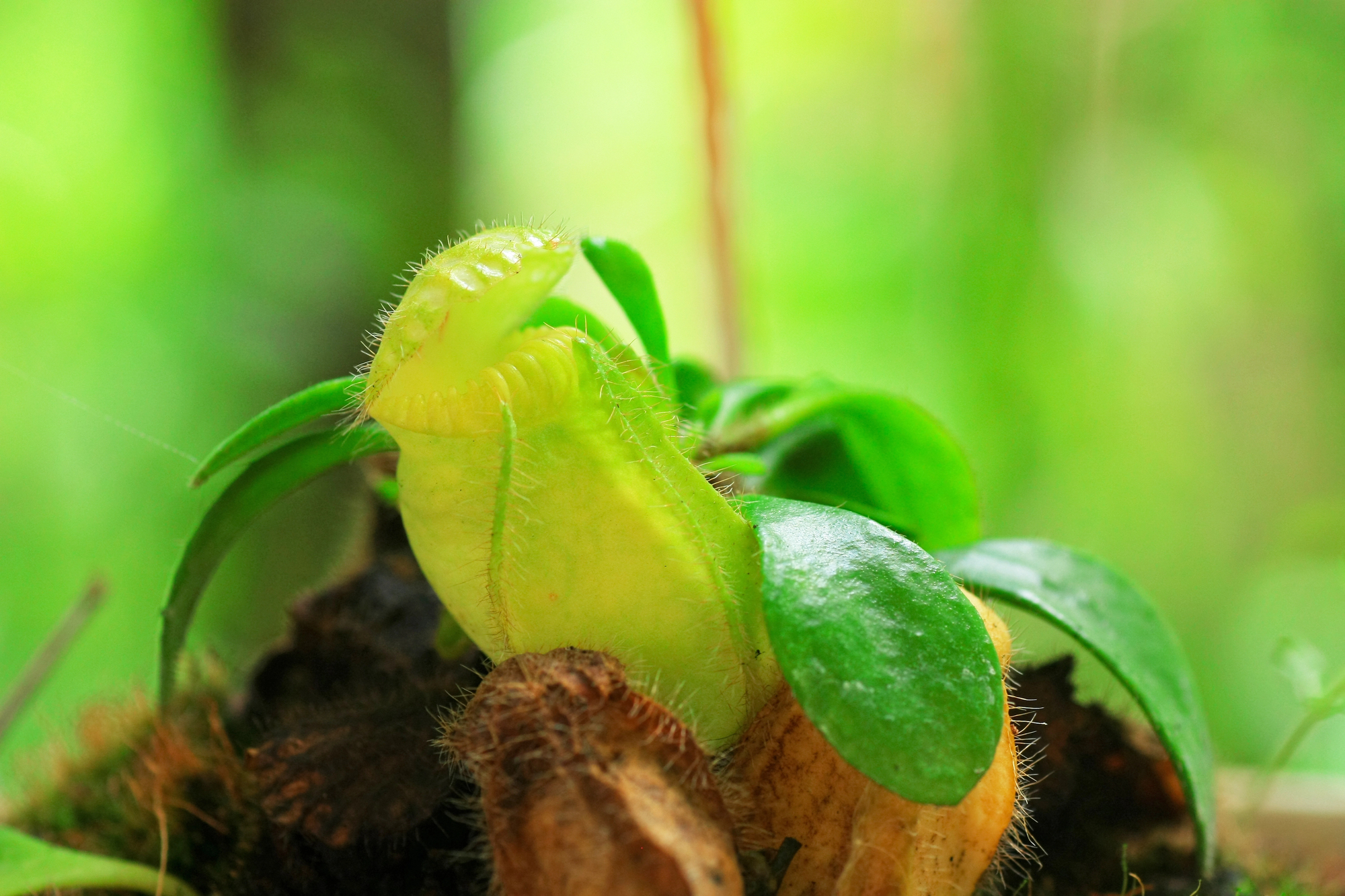 11 Rare Carnivorous Plants
