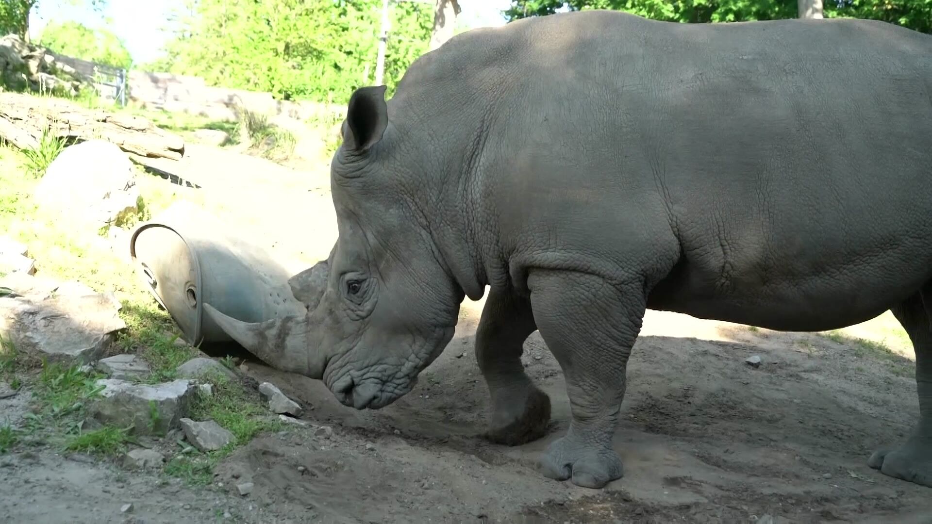 Potawatomi Zoo gets ready to say goodbye to beloved rhino
