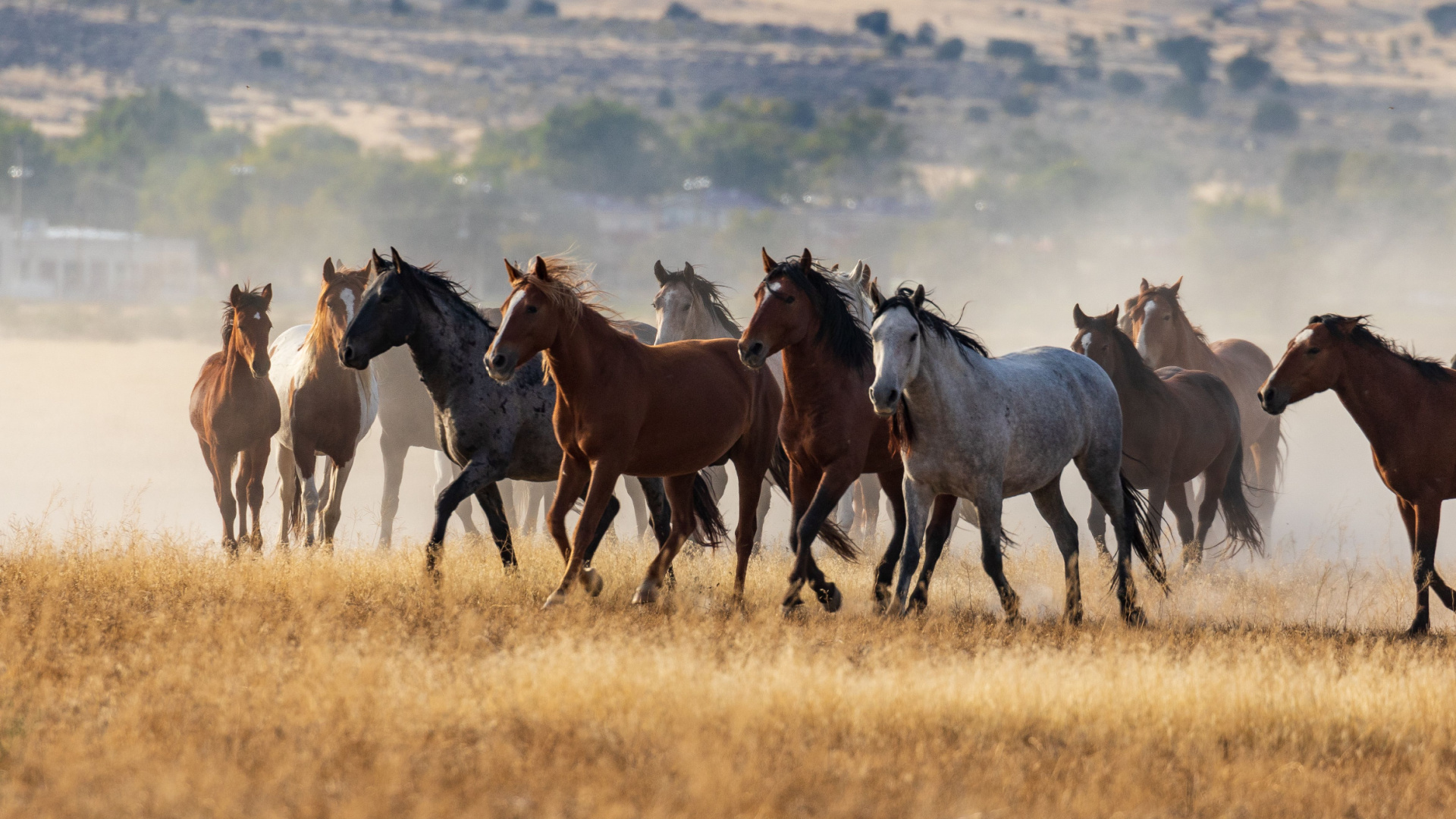 8 Fascinating Facts About Wild Mustangs