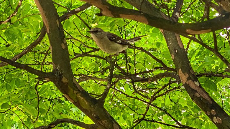 Make Your Yard A Paradise For Birds And Butterflies With One Fast ...