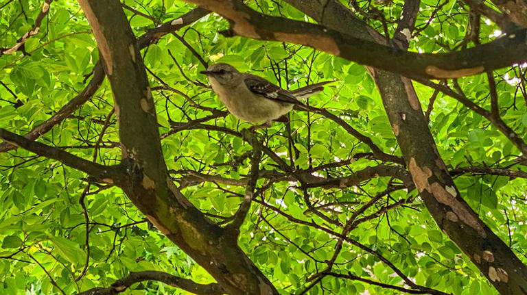 Make Your Yard A Paradise For Birds And Butterflies With One Fast ...