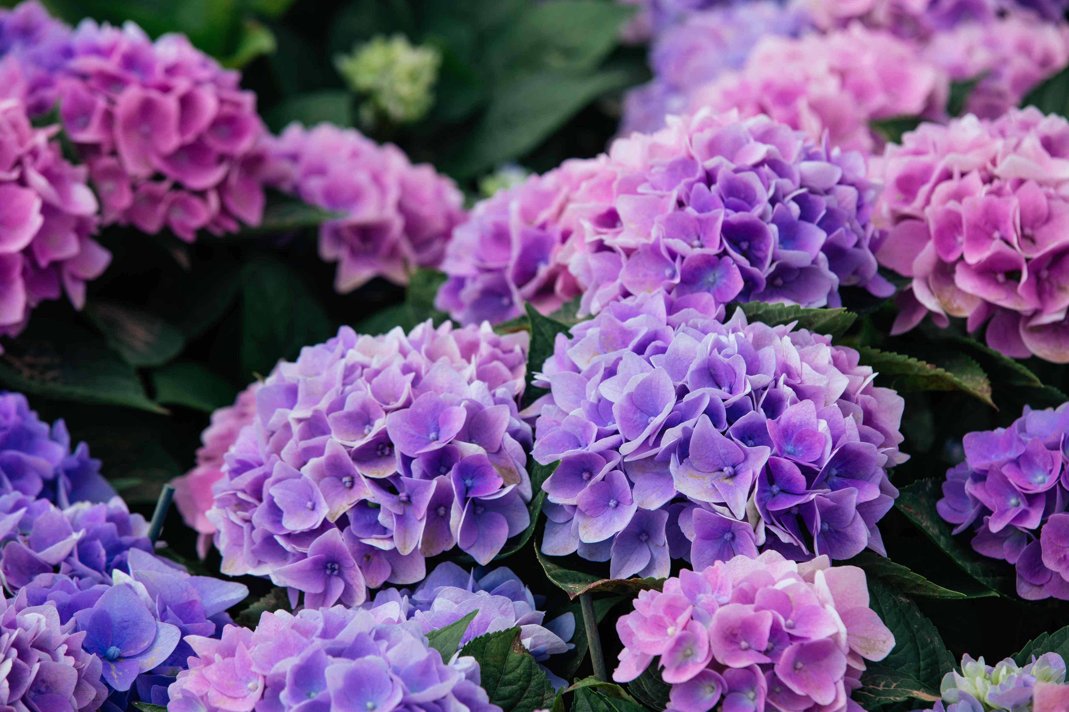 How to Create the Perfect Soil for Hydrangeas for Healthier, More ...