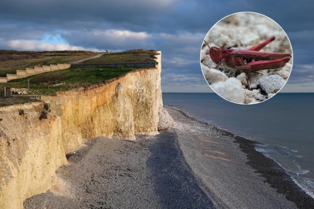 Pink insect with 'extremely rare' genetic mutation spotted at Sussex ...