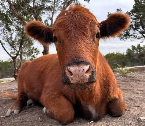 Winnie the Cow Becomes Twitch’s Unexpected Star at Alveus Sanctuary