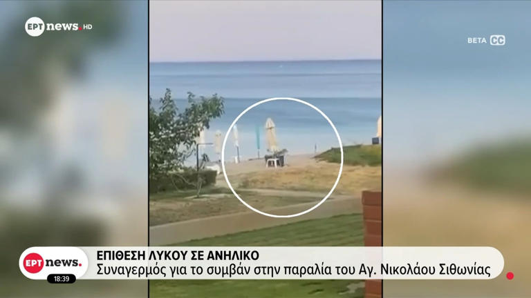 Επίθεση λύκου σε ανήλικο: Συναγερμός για το συμβάν στην παραλία του Αγ ...