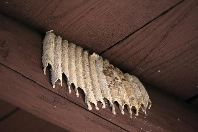 How to Identify a Mud Dauber Wasp and Its Nest