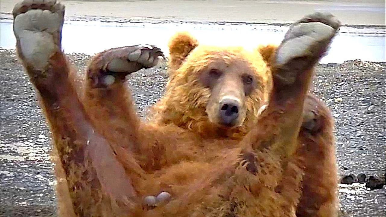 Bear-y itchy! Brown bear's hilarious scratching session goes viral