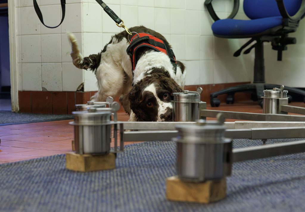 Springer Spaniels rescued from squalid home training to be police dogs