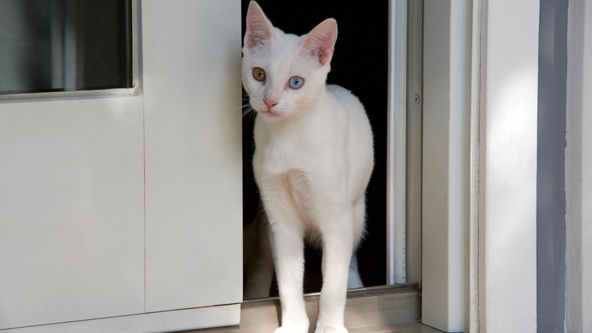 9 Of The Most Expensive Cat Breeds