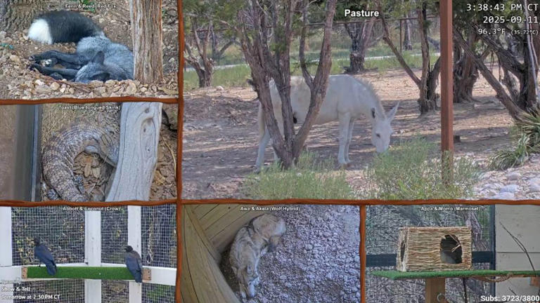 Winnie the Cow Becomes Twitch’s Unexpected Star at Alveus Sanctuary