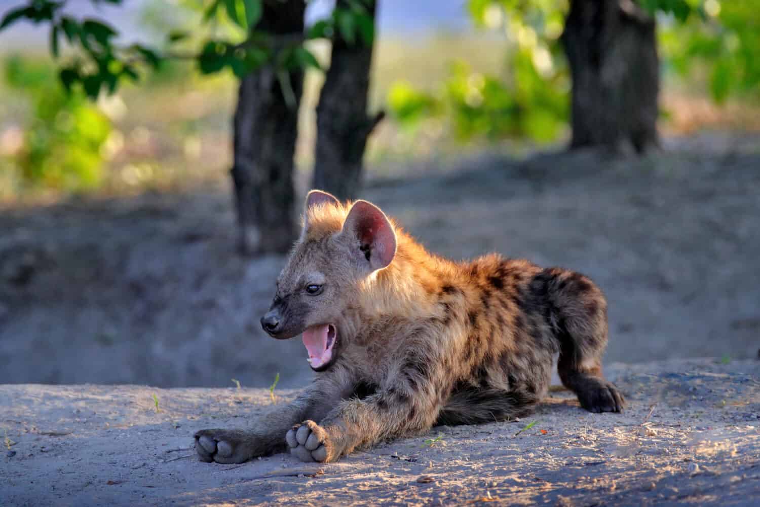10 Fascinating Facts about Baby Hyenas