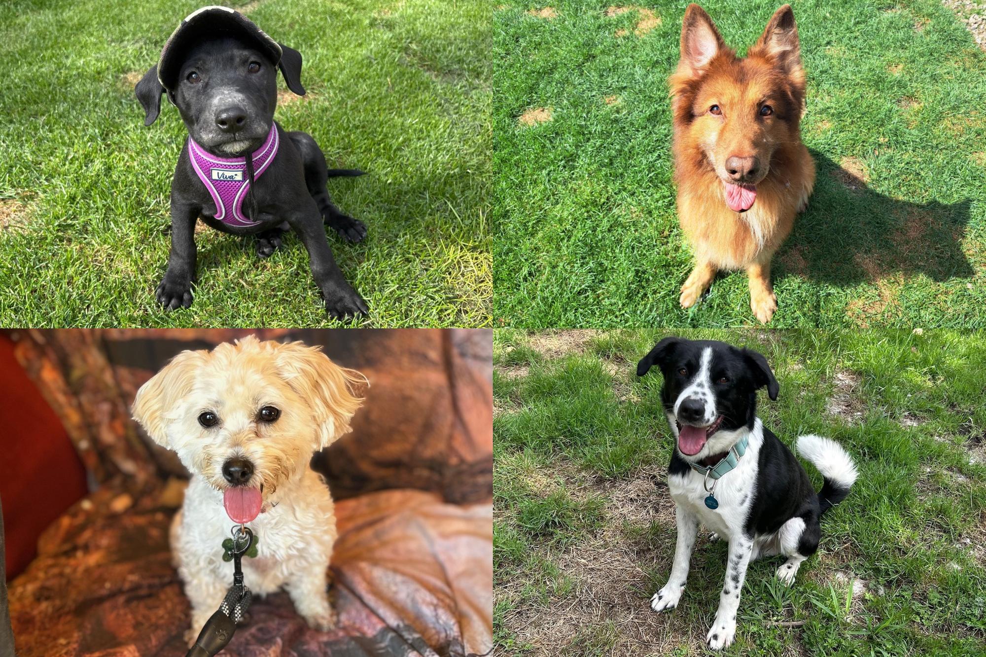 IN PICTURES: 15 adorable dogs available for adoption and looking for ...