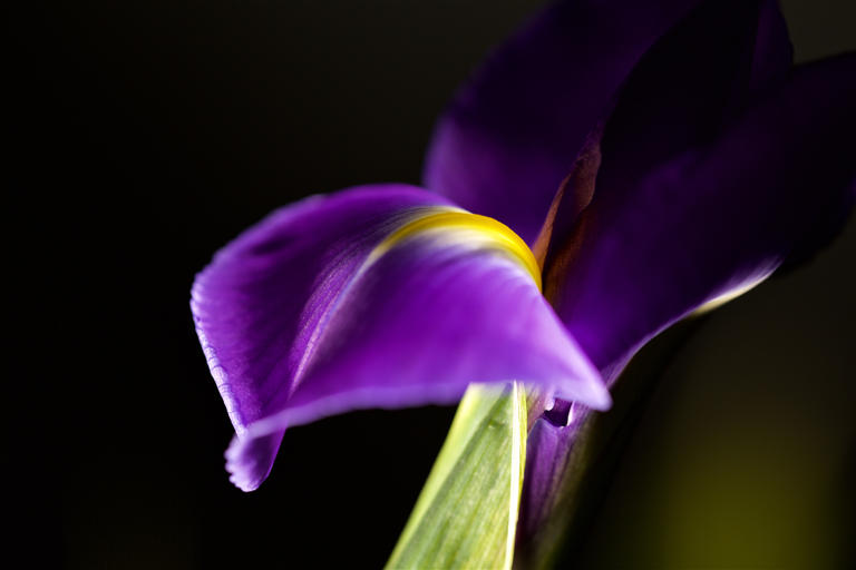 La magia del fiore di Iris con Amica alla Milano Beauty Week