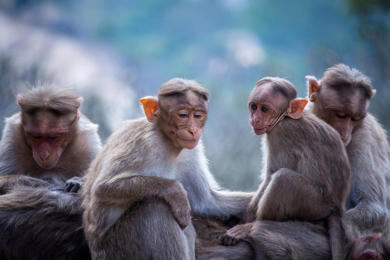 Who's got the power? Studies of male and female primates show it's not ...